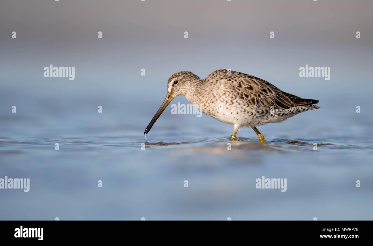 Short Billed Dowitcher Stock Photo - Alamy