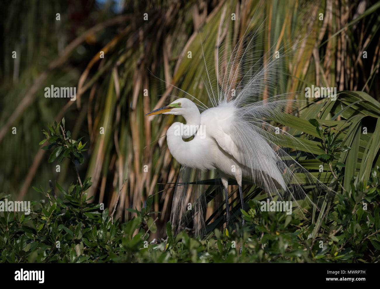 Great Egret in Florida Stock Photo - Alamy