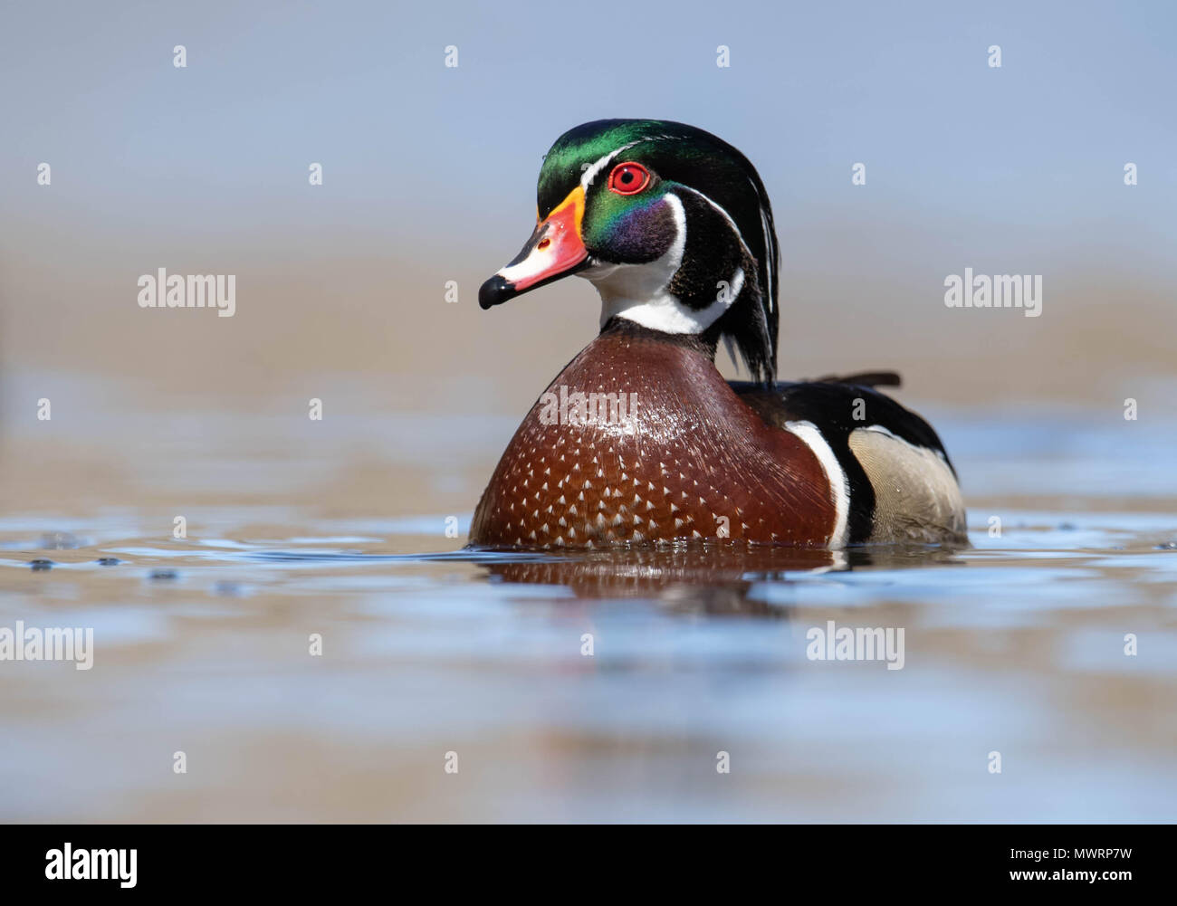 Duck Feet High Resolution Stock Photography and Images - Alamy