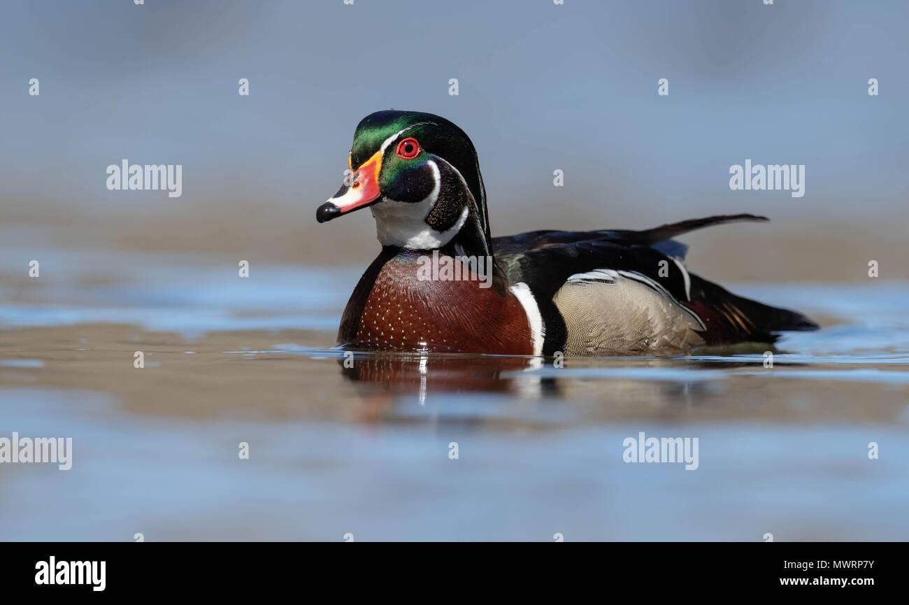 Wood duck rainbow duck hi-res stock photography and images - Alamy