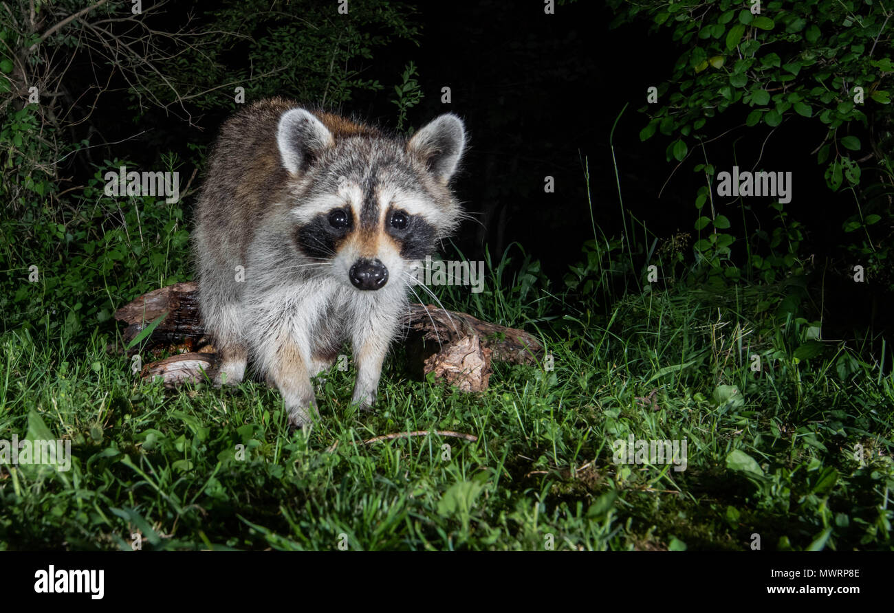 Raccoon at night hi-res stock photography and images - Alamy