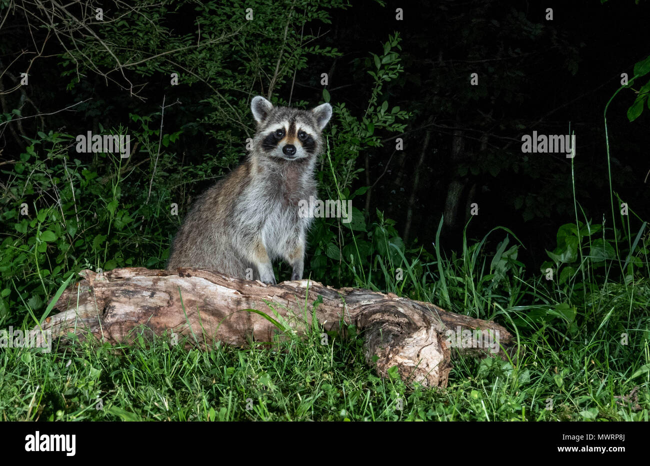 Raccoon at night hi-res stock photography and images - Alamy