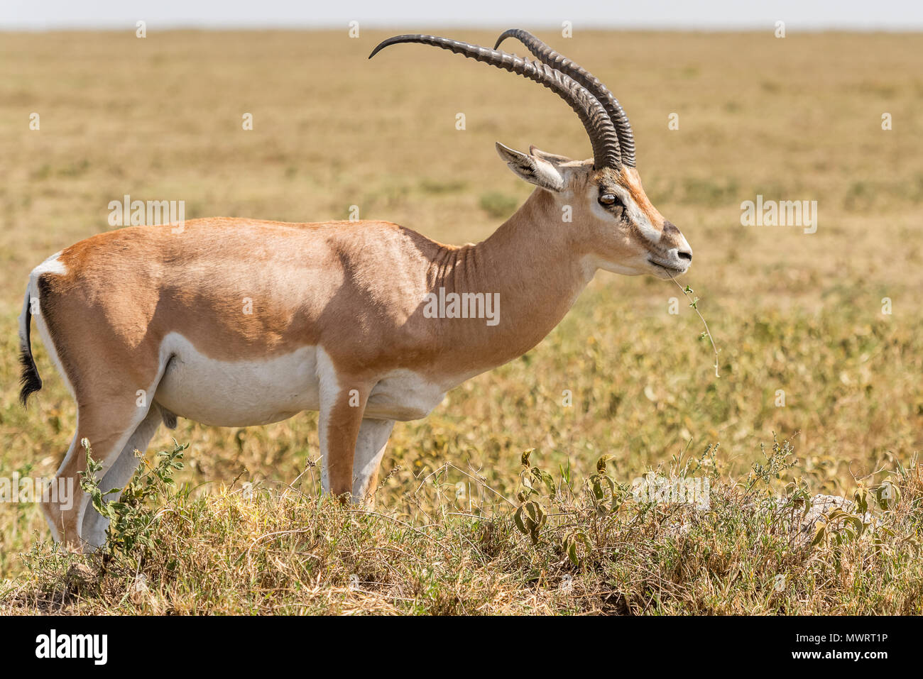 Posing wild Impala antelope in Serengeti National Park in Tanzania ...