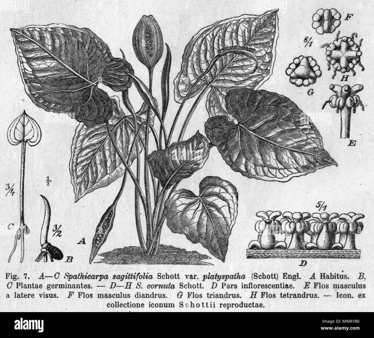 . English: Spathicarpa hastifolia botanical drawing from Das ...