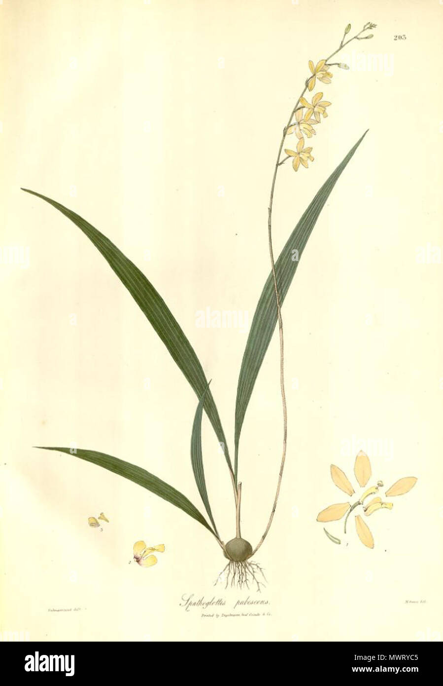 . Illustration of Spathoglottis pubescens . 1832. Nathaniel Wallich ...
