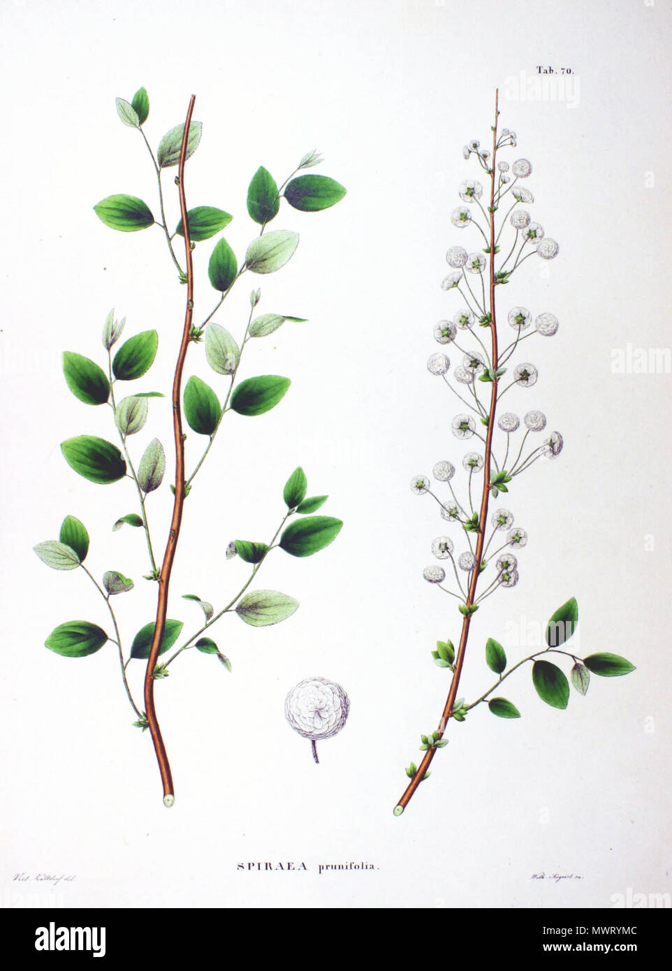 . Plate from book . 1870. Philipp Franz von Siebold and Joseph Gerhard ...