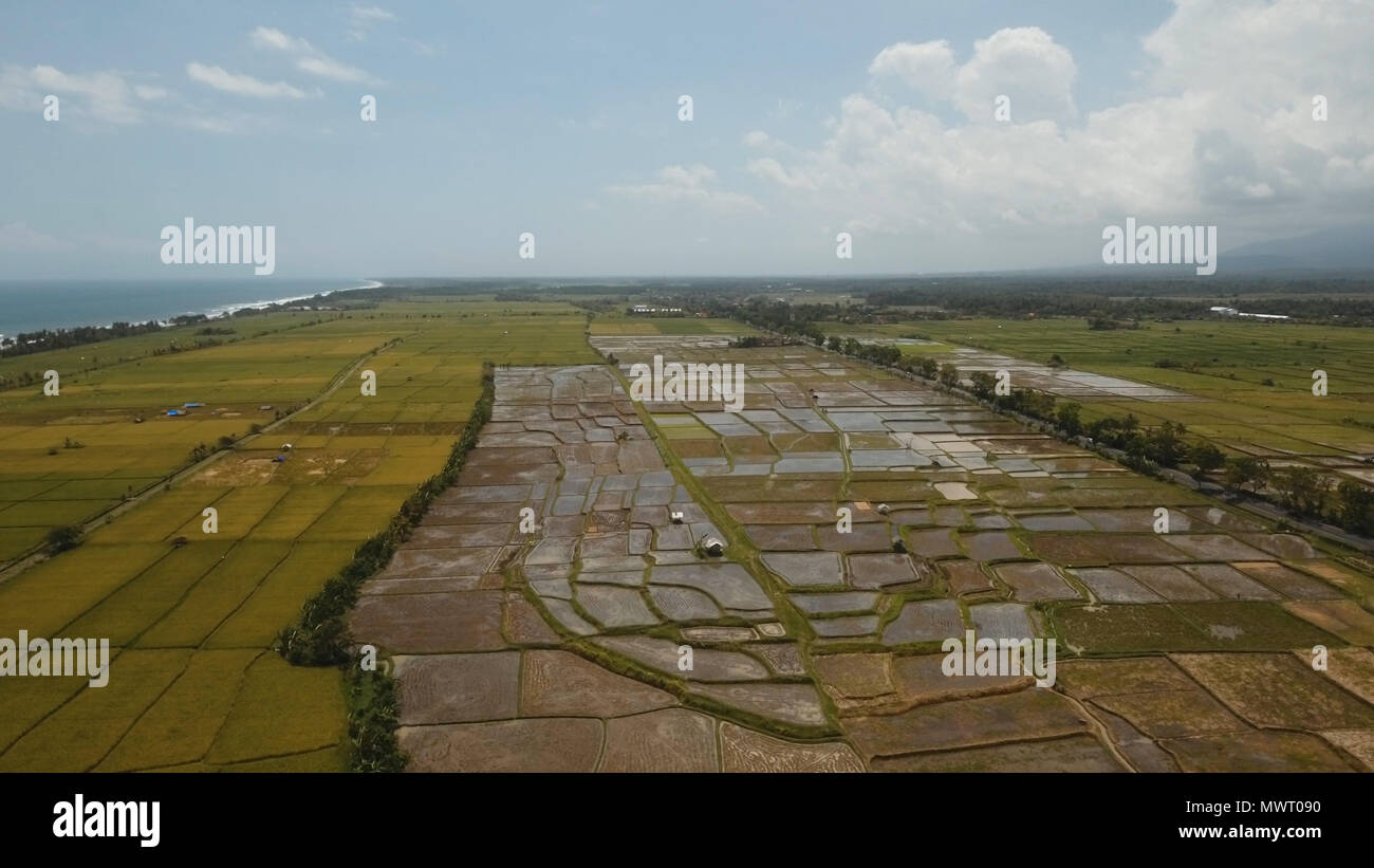 Rice fields near the sea under blue sky. Indonesia. Aerial view: rice ...