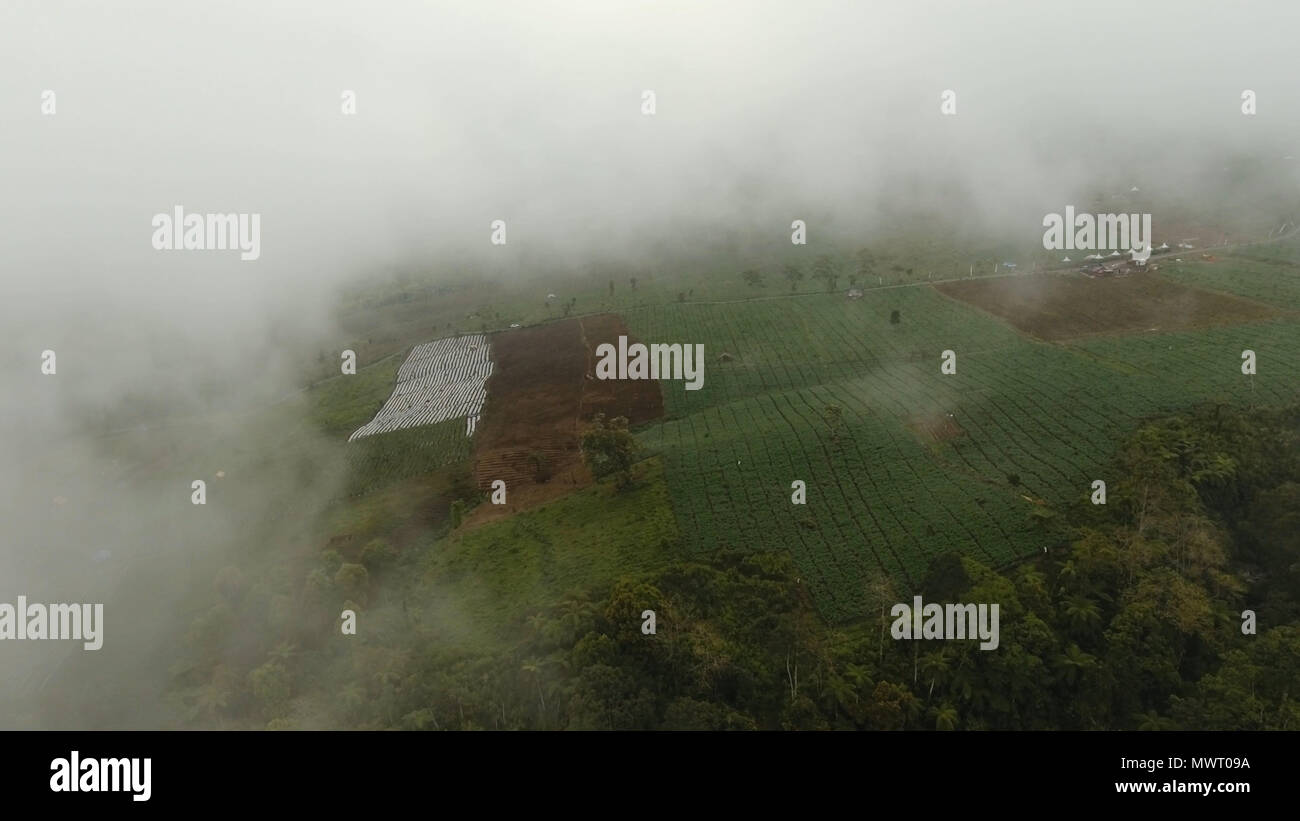 Aerial view of farmland, fields, trees with white fog, clouds Jawa ...
