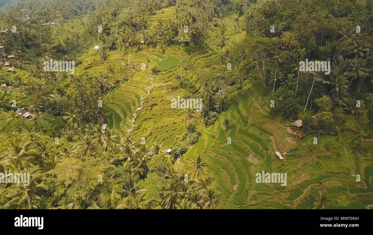 Aerial view of Rice Terrace field, Ubud, Bali, Indonesia.rice ...
