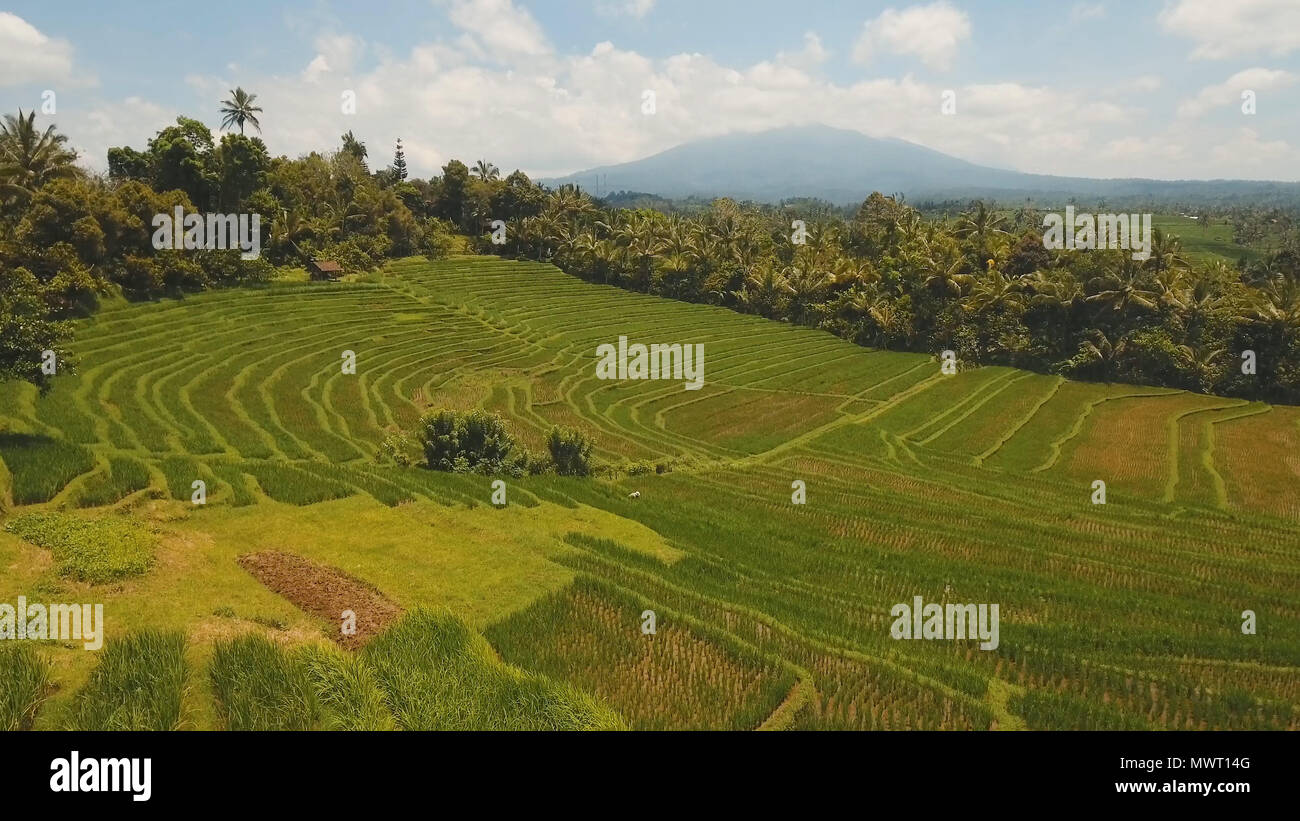 Aerial view of rice terrace field, farmlands. Rice plantation,terrace ...