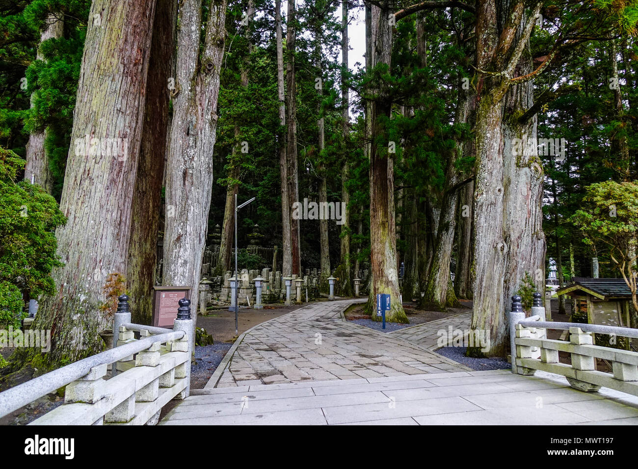 Osaka, Japan - Nov 24, 2016. Huge pine trees at ancient forest on Mount ...
