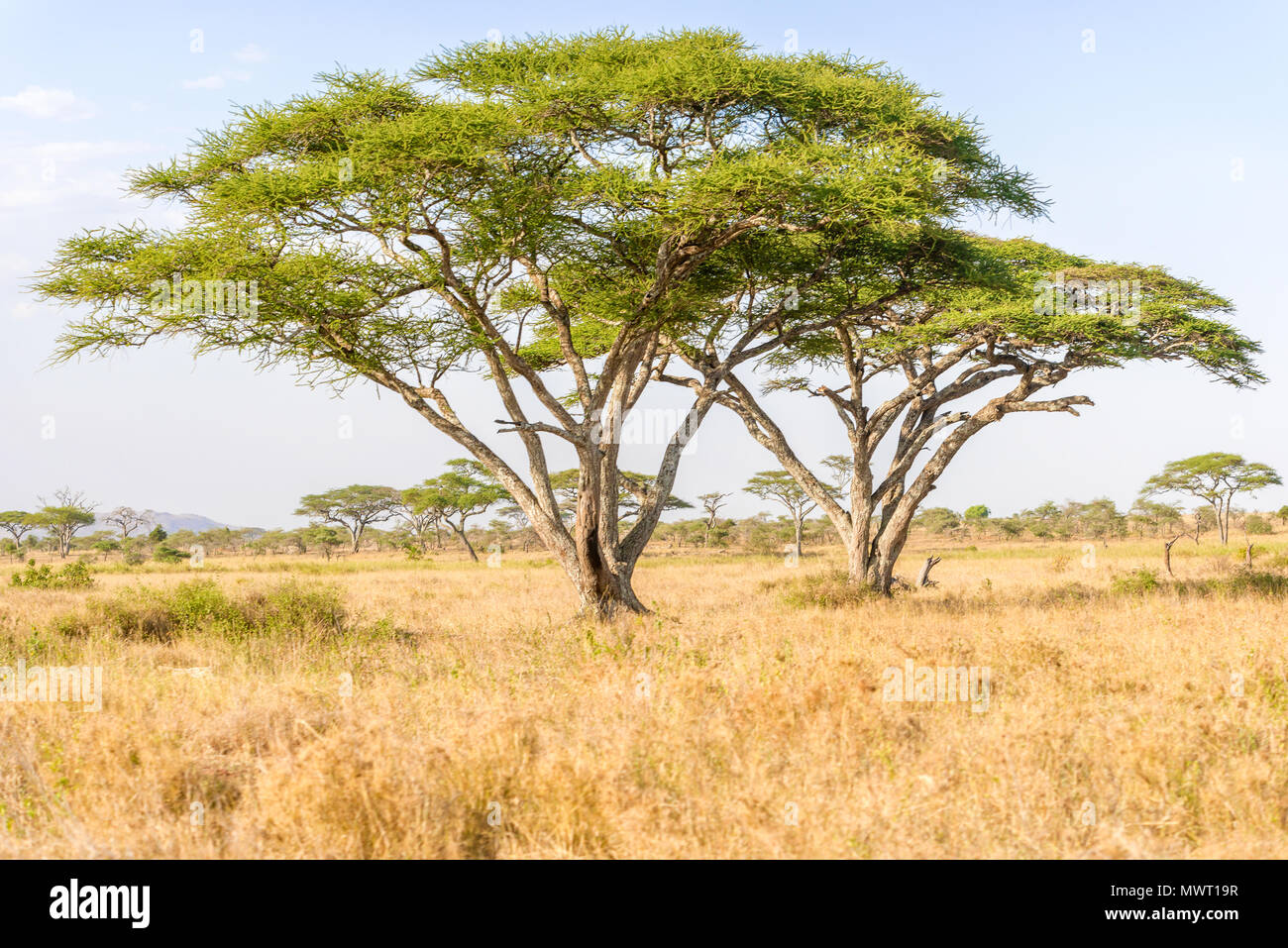 Landscape with acacia trees in Serengeti National Park in Tanzania ...