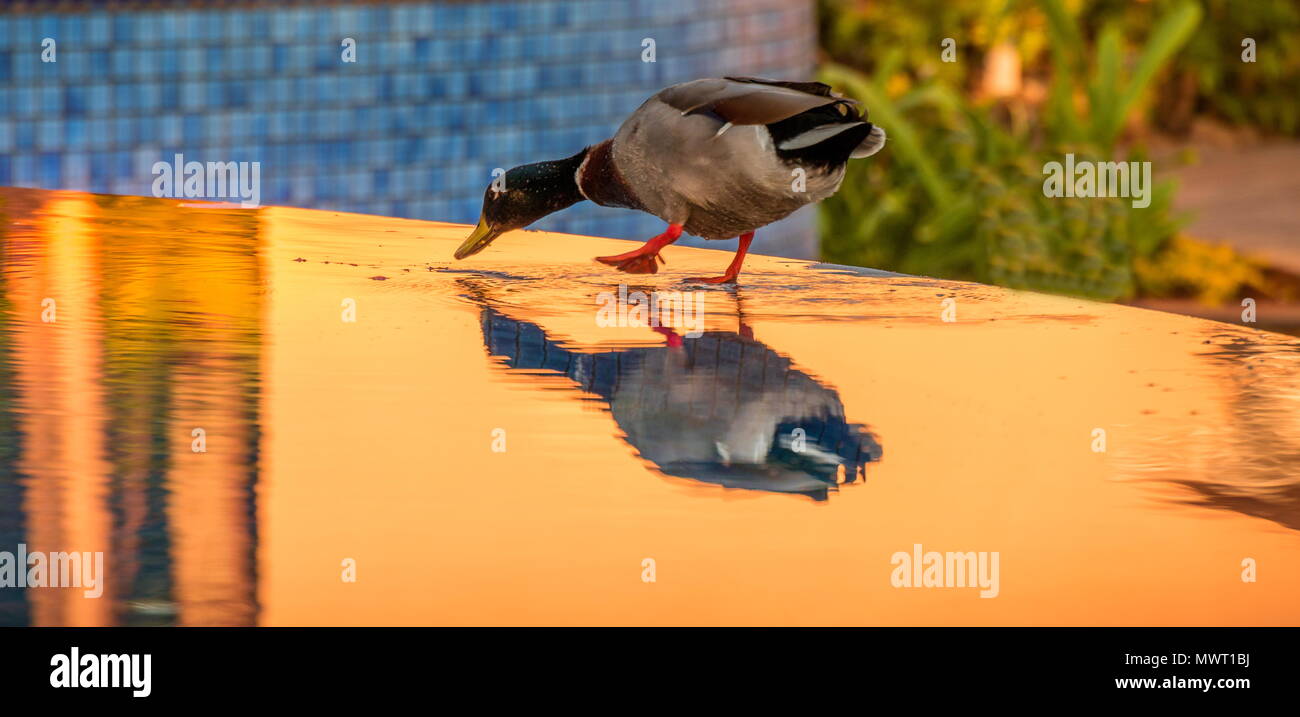 Mallard duck on the side of an outdoor spa with golden water from the ...