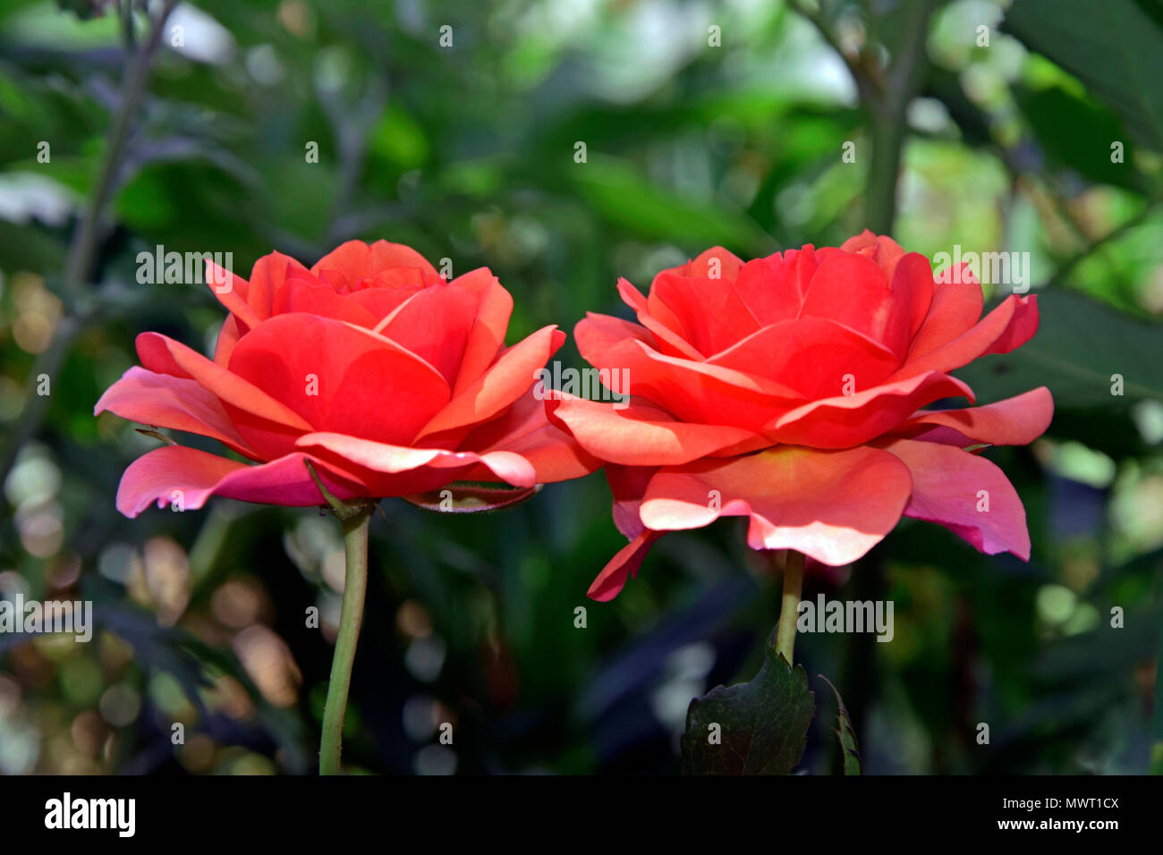 Lateral view of two salmon red roses on fuzzy green background Stock ...