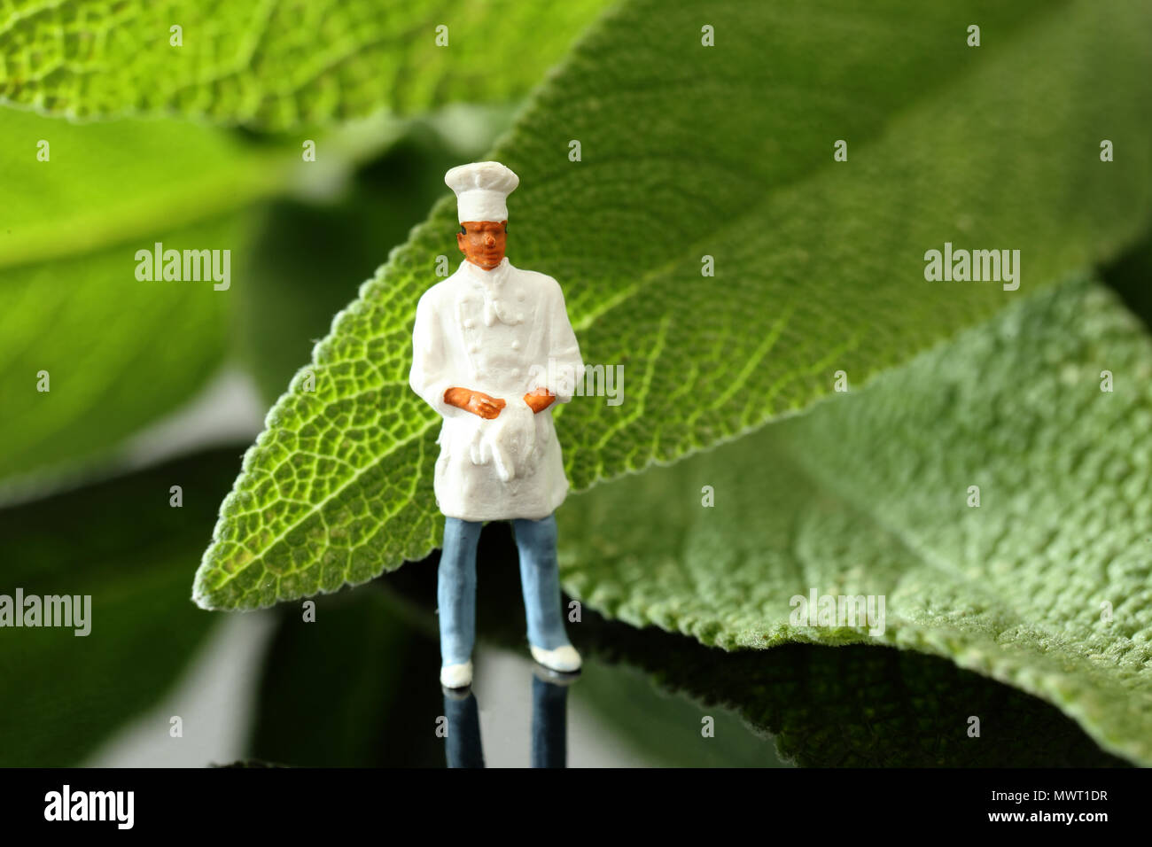 Miniature scale model chef in uniform standing with Sage leaves Stock ...
