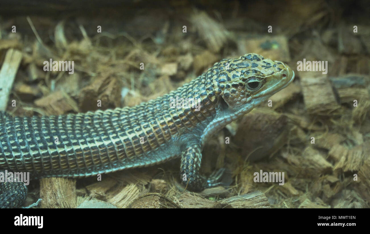 Sudan plated lizard,gerrhosaures major. small lizard in the zoo Stock ...