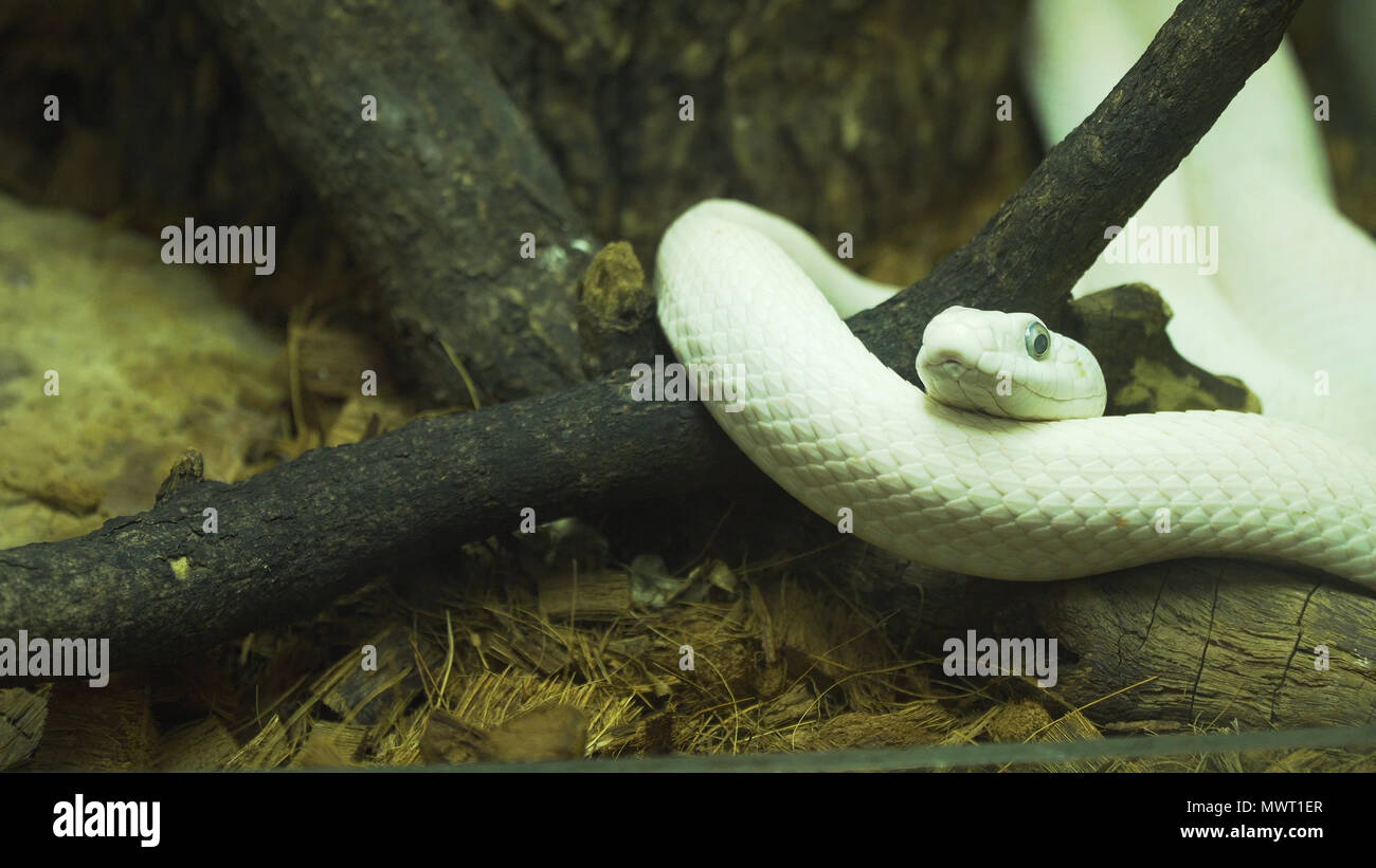 Texas rat snake hi-res stock photography and images - Alamy
