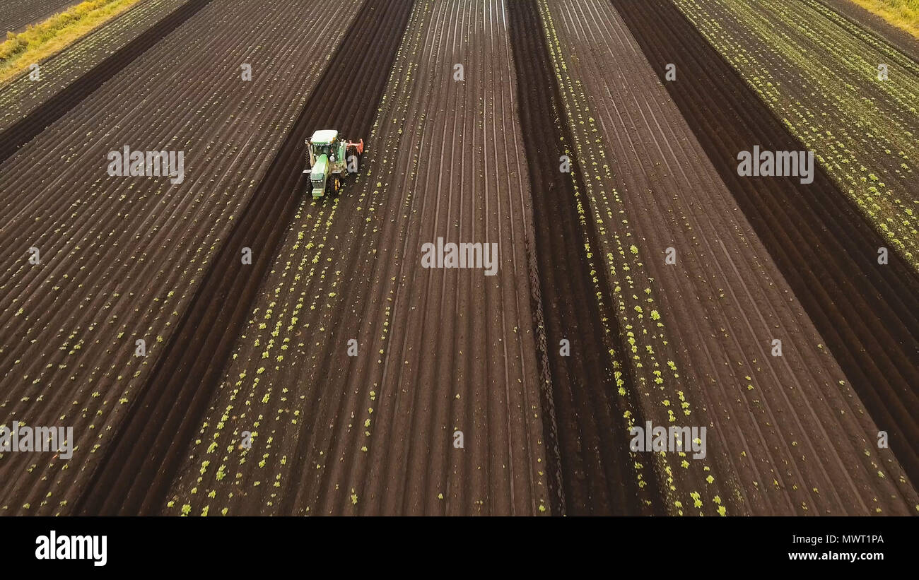 Aerial view Tractor Hilling Potatoes with disc hiller. Farmer in ...