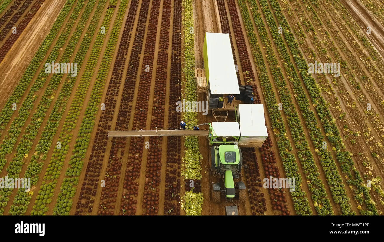 Aerial view Farm workers using a unique conveyor belt system to harvest ...