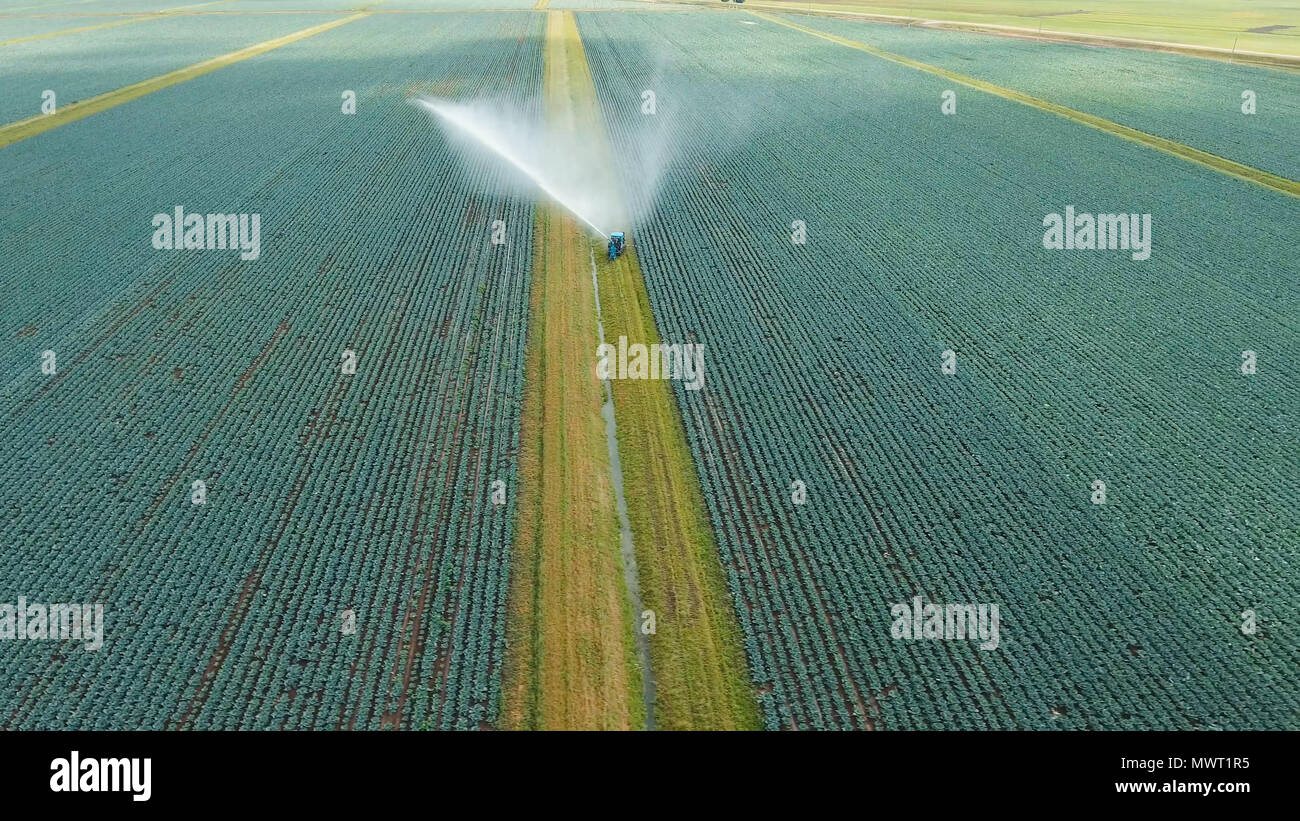 Pivot sprinkler cabbage hi-res stock photography and images - Alamy