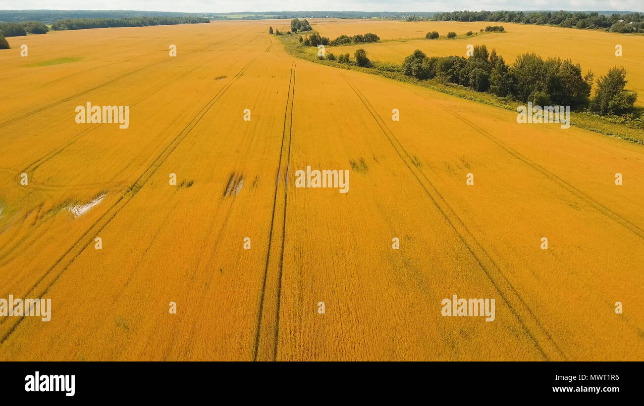 Aerial view wheat field. Golden wheat field. Yellow grain ready for ...