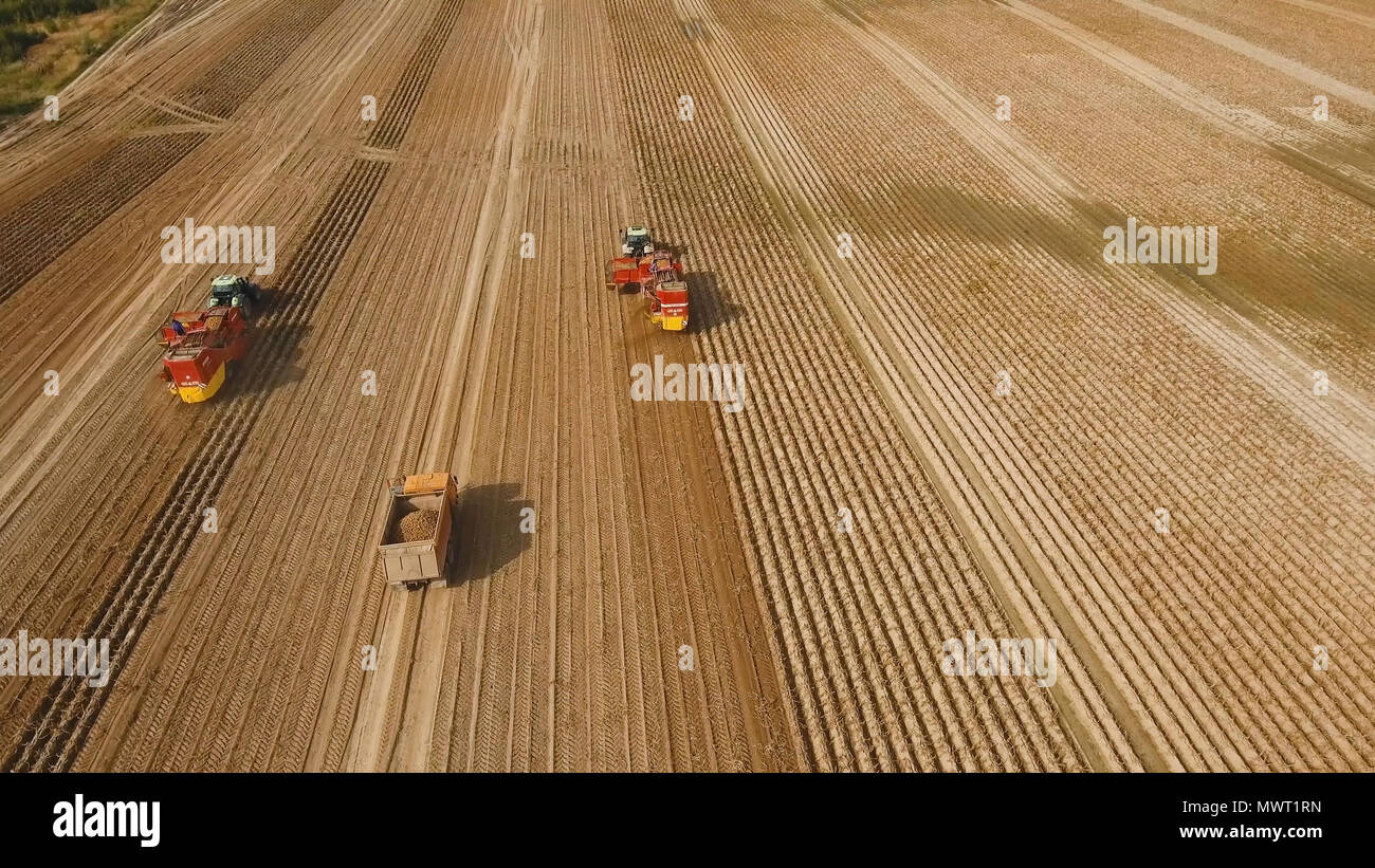 Farm machinery harvesting potatoes. Farmer field with a potato crop ...