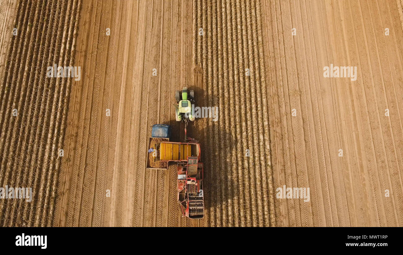 Farm machinery harvesting potatoes. Farmer field with a potato crop ...