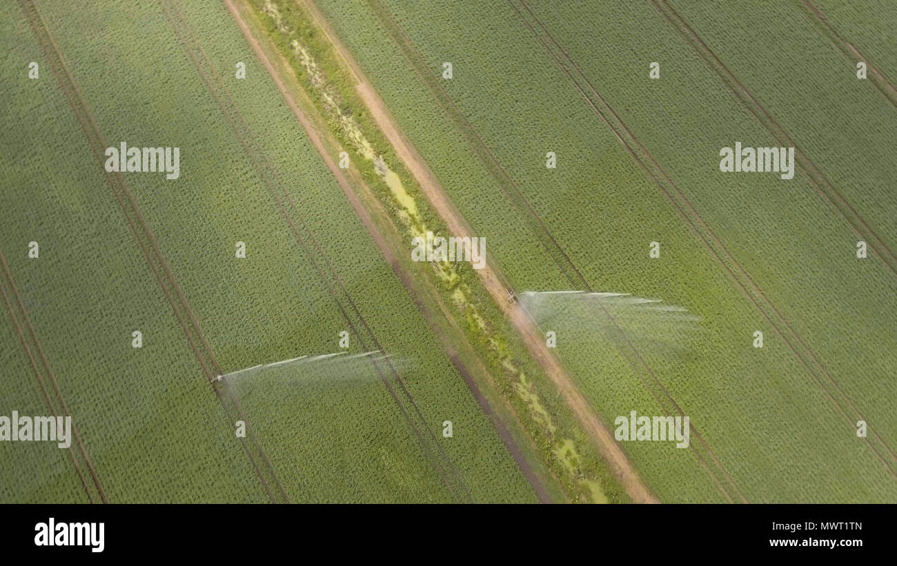 Aerial view: Irrigation equipment watering cabbage field. Irrigation ...