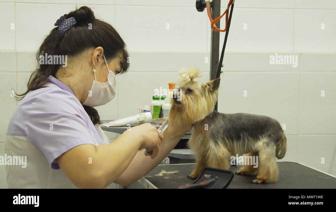 Pet grooming salon. Grooming a little dog in pet grooming, hairdressing ...