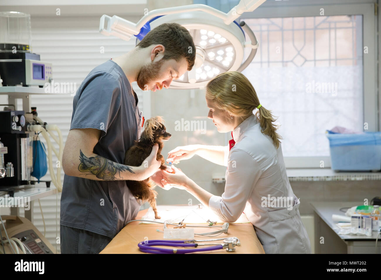 Veterinarians prepare the dog for surgery. Operating room with medical ...