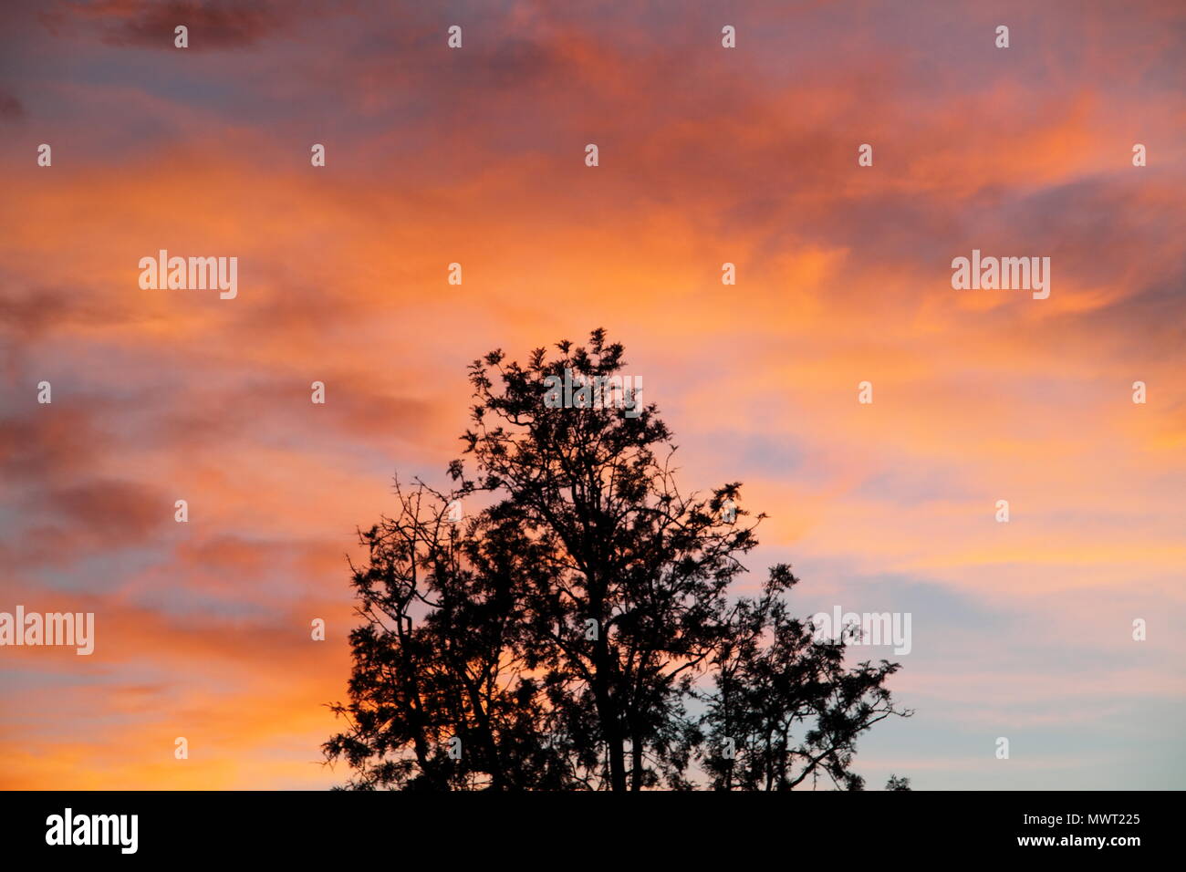 Australian native pine tree hi-res stock photography and images - Alamy