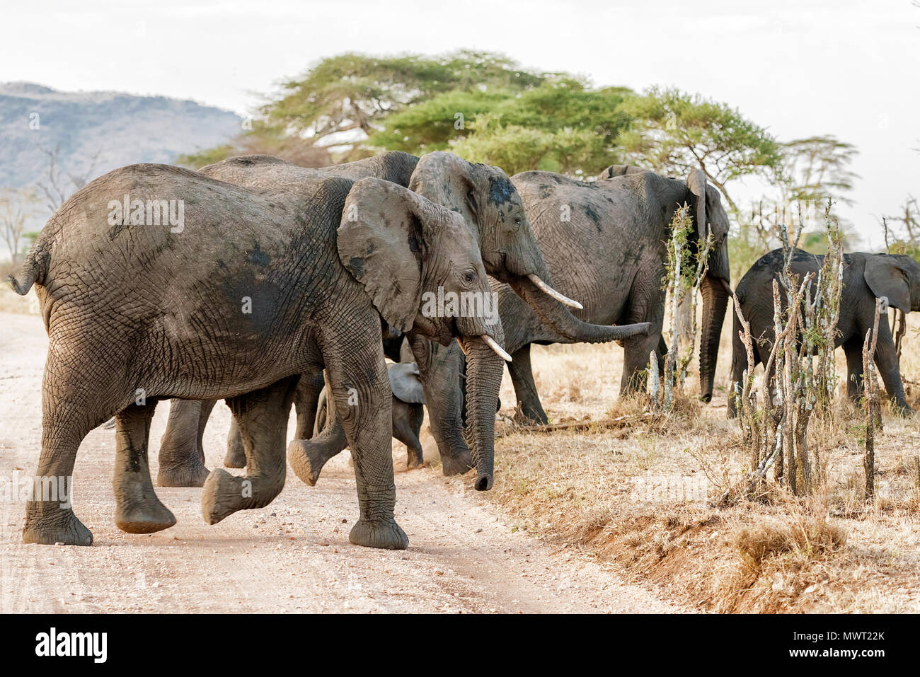Families In The Wild Elephant