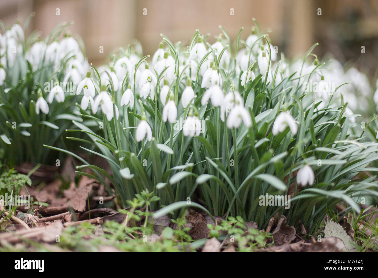 Bunch of snow drops shot low down and close Stock Photo - Alamy