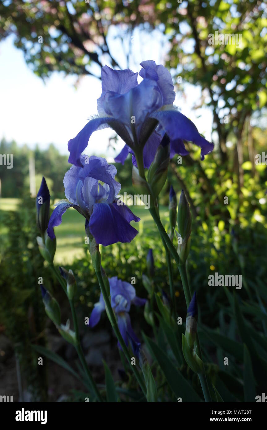 Violet iris hi-res stock photography and images - Alamy