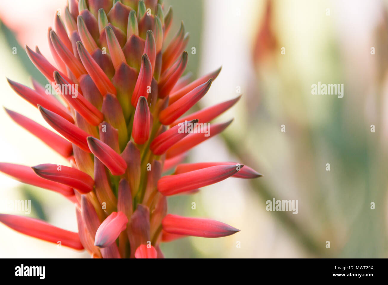 aloe vera orange flower detail Stock Photo - Alamy