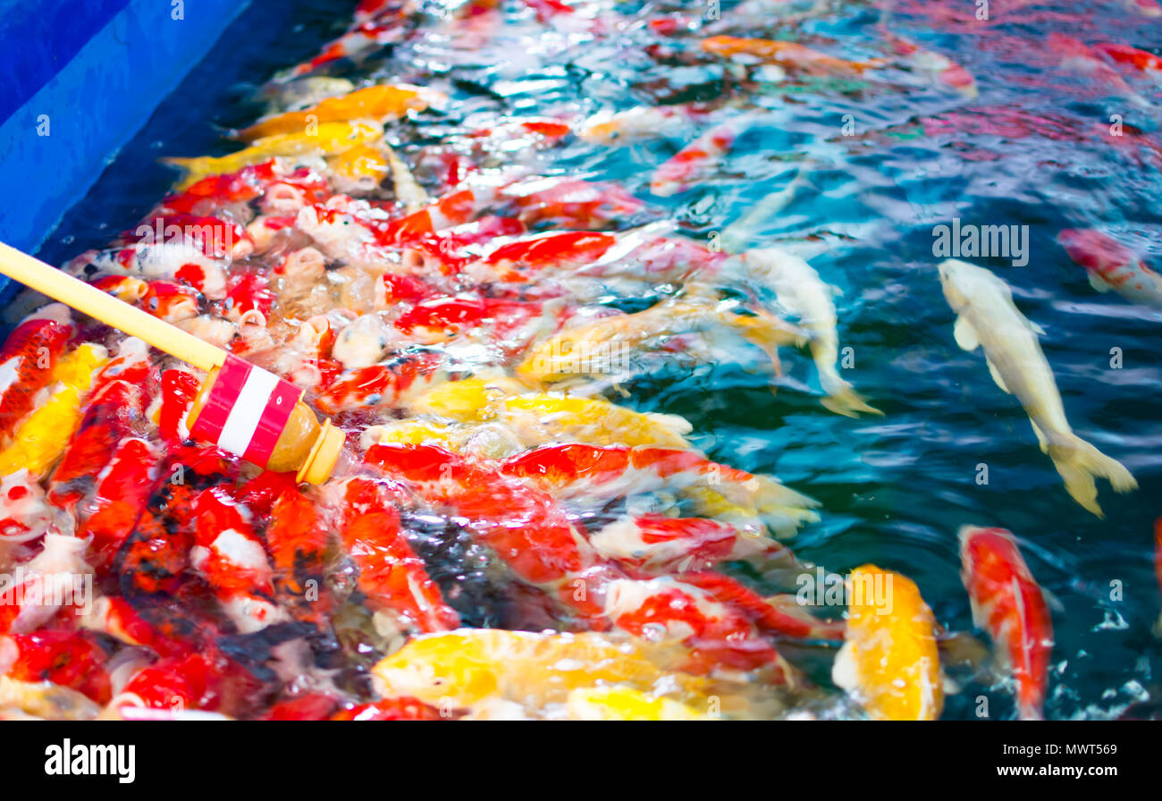 Crap or Colored Crap or Nishikigoi or Koi , the colorful fancy fish was ...