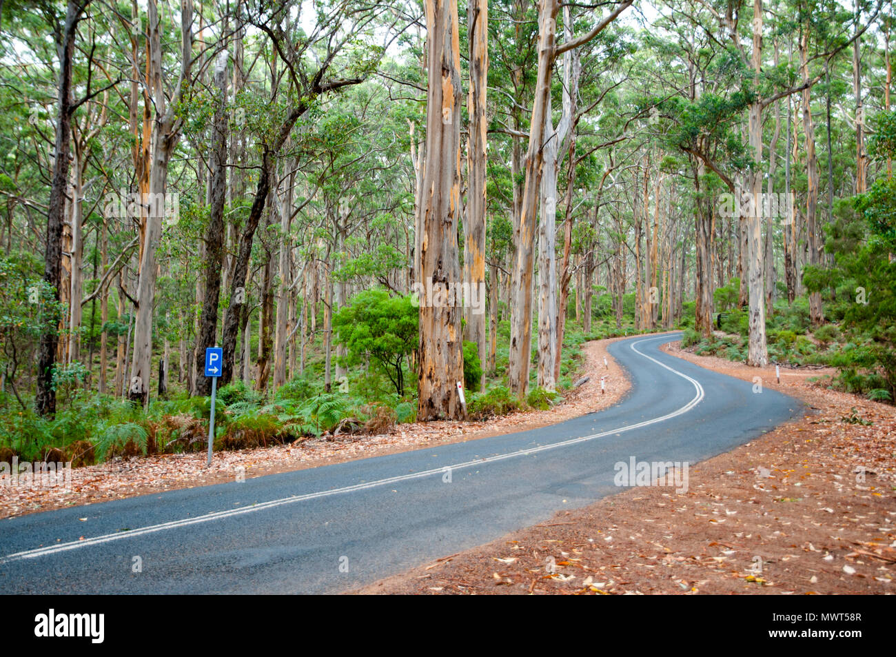 Boranup forest hi-res stock photography and images - Alamy