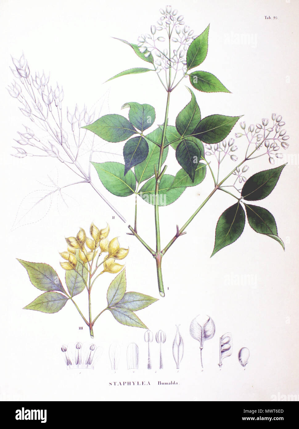 . Staphylea bumalda Plate from book . 1870. Philipp Franz von Siebold ...