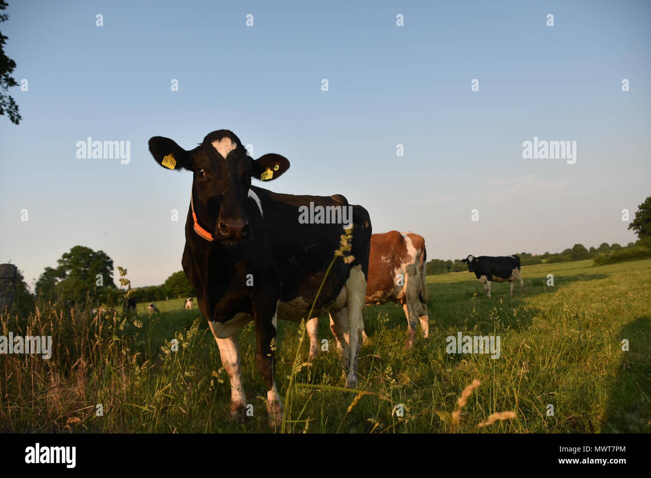 Animal and nature pictures from all over the world. Cows, snails and ...