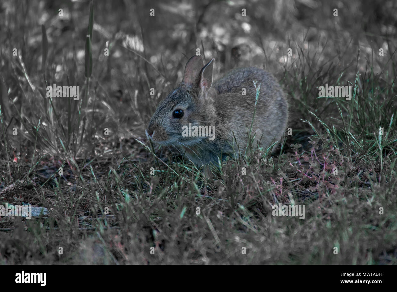 Baby Bunny in Grass Stock Photo - Alamy