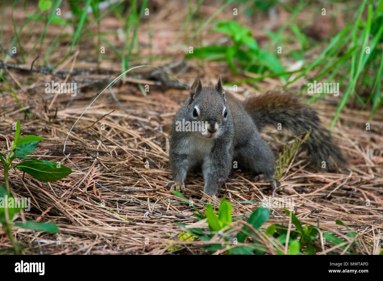 An Inquisitive Squirrel Stock Photo - Alamy