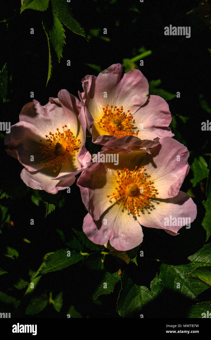 Bush rose hi-res stock photography and images - Alamy