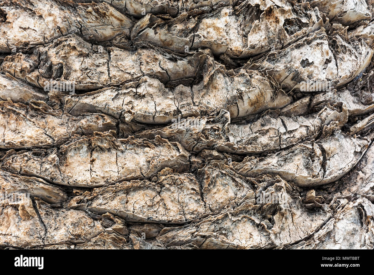 Fibrous structure of the trunk of a palm tree. The background image ...
