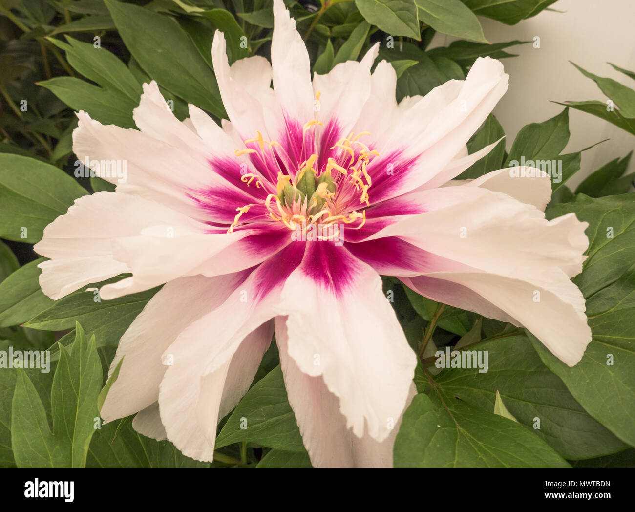 Large peony hi-res stock photography and images - Alamy
