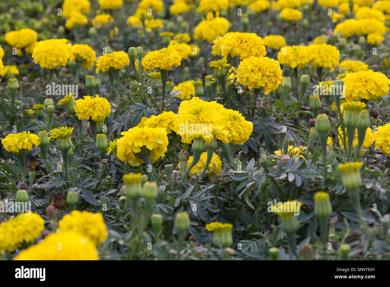 Marigold flower field sun light hi-res stock photography and images - Alamy