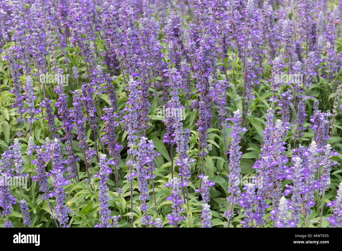 Cluster of forget me nots hi-res stock photography and images - Alamy