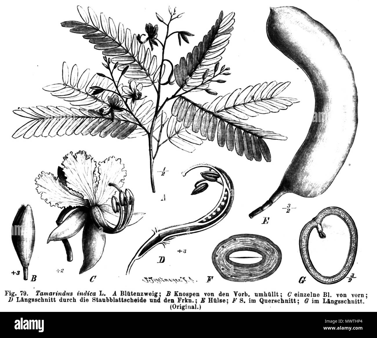 Tamarind Tree Pencil Drawing