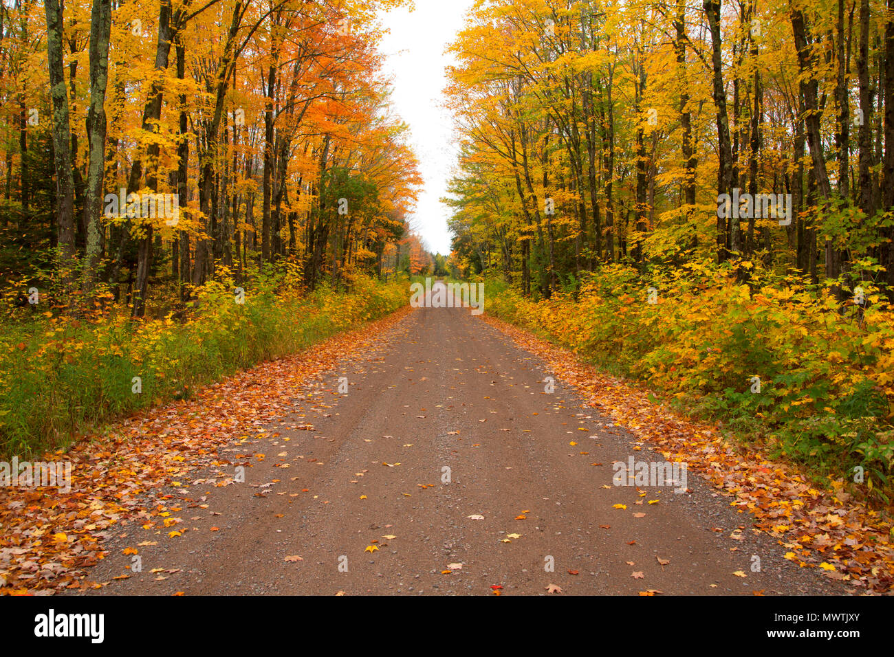 Sugar maple forest along forest road, Ottawa National Forest, Michigan ...