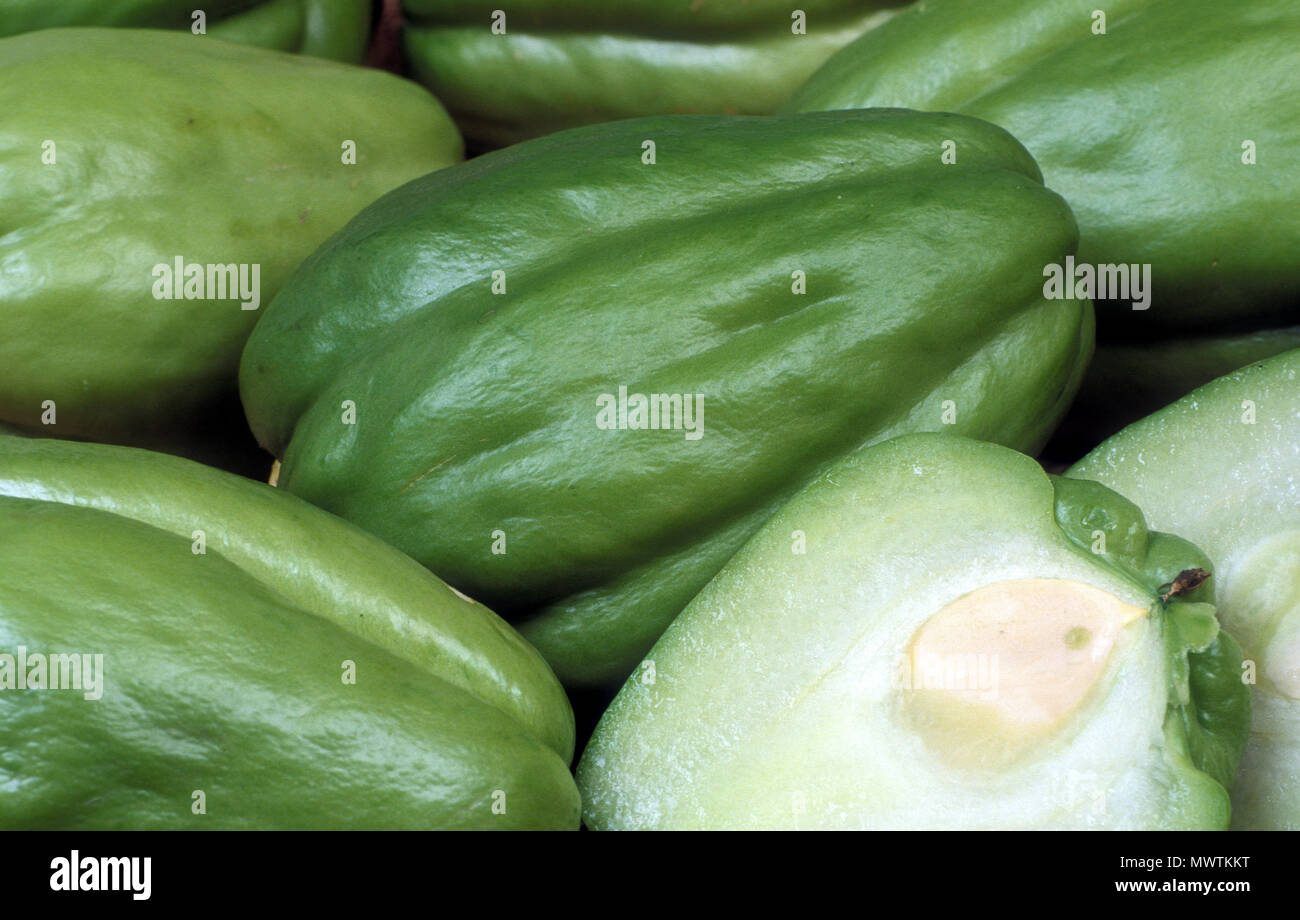CHOKOS (SECHIUM EDULE) ALSO KNOWN AS CHAYOTES OR VEGETABLE PEARS Stock ...
