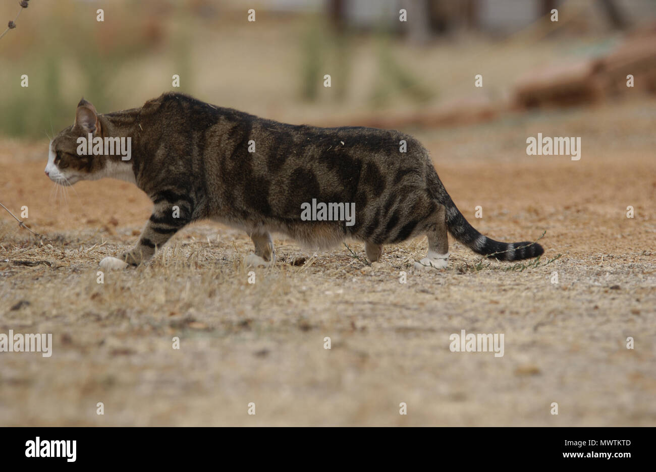 Cat australia hi-res stock photography and images - Alamy